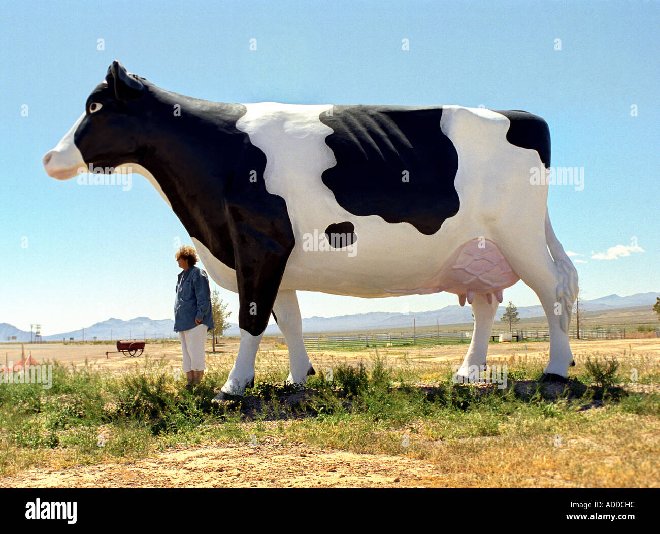 Giant cow pointing way west Nevada Stock Photo - Alamy
