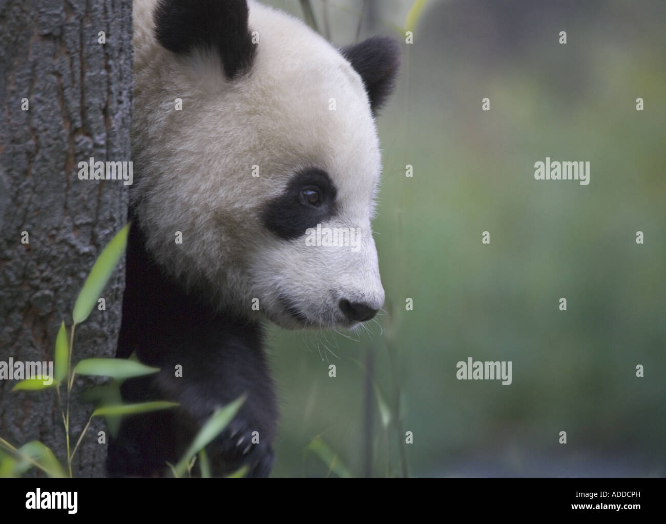 Giant panda cub behind tree hi-res stock photography and images - Alamy