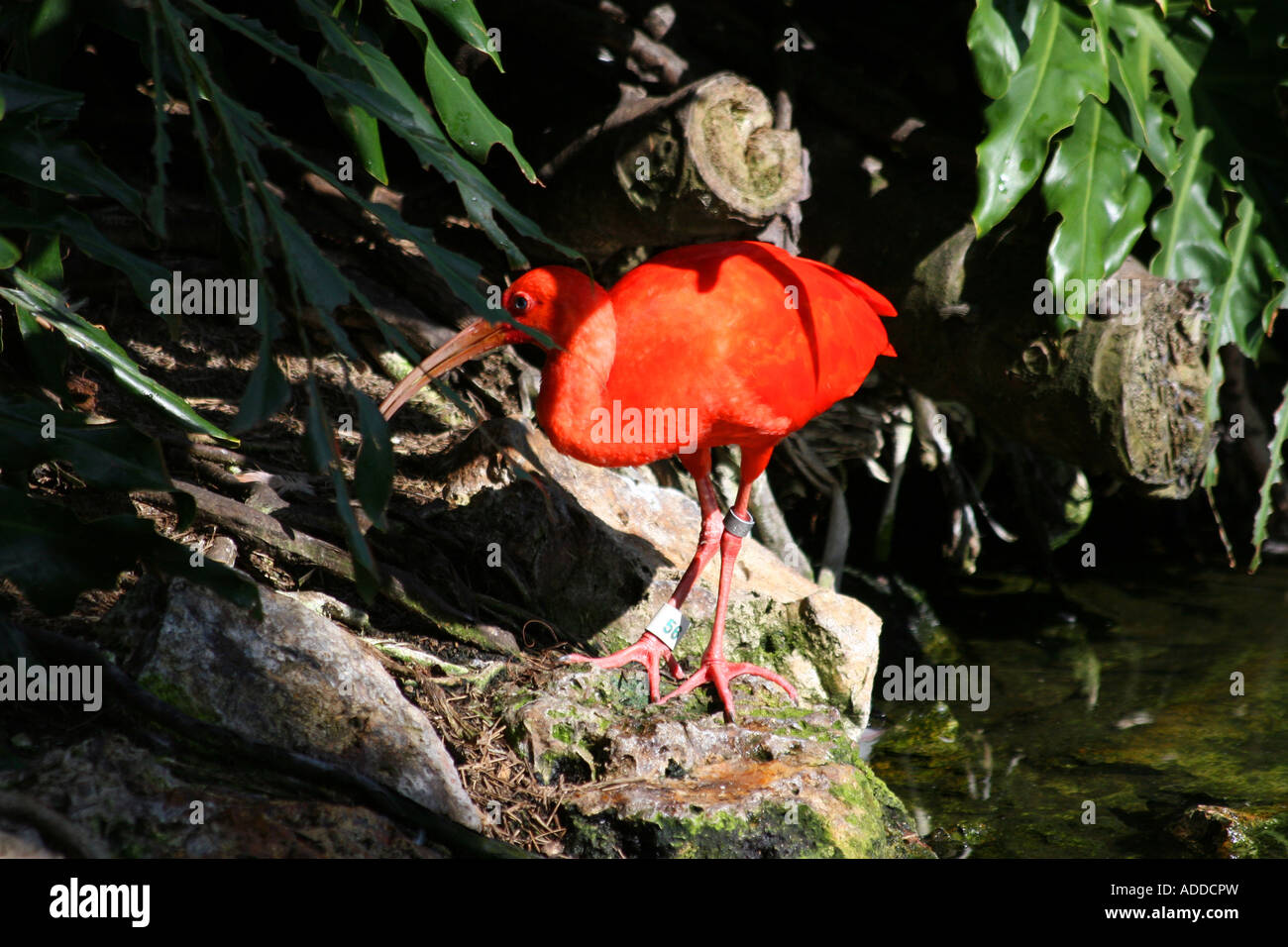 Orange Winged Bird at Waters Edge Stock Photo - Alamy