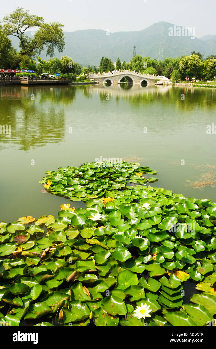 Lily Pads and a arched stone bridge in Beijing Botanical Gardens ...