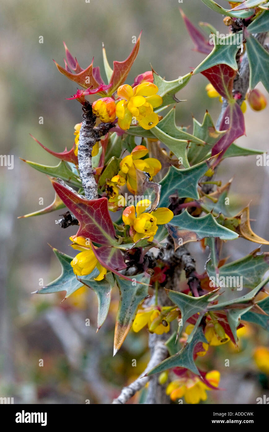 Berberis trifoliolata Guadalupe Mountains National Park Texas United ...