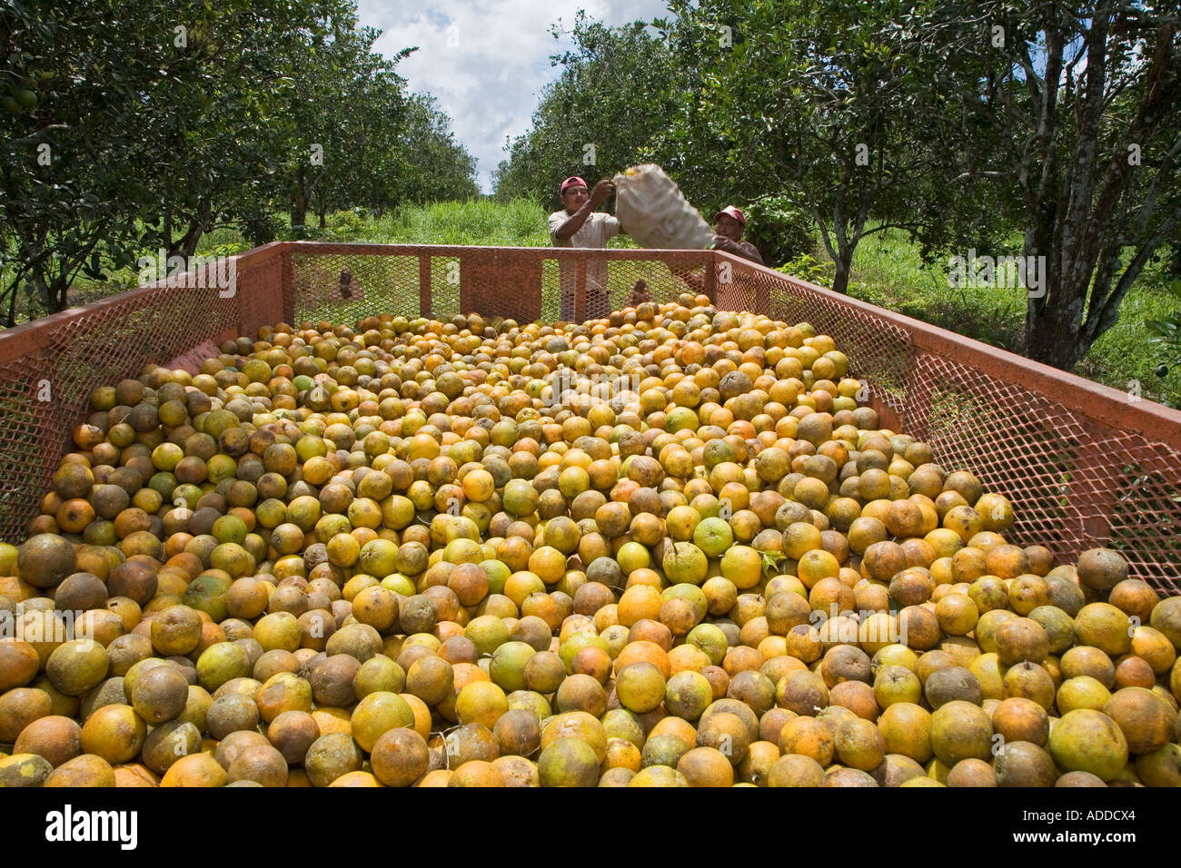 Citrus products of belize hi-res stock photography and images - Alamy