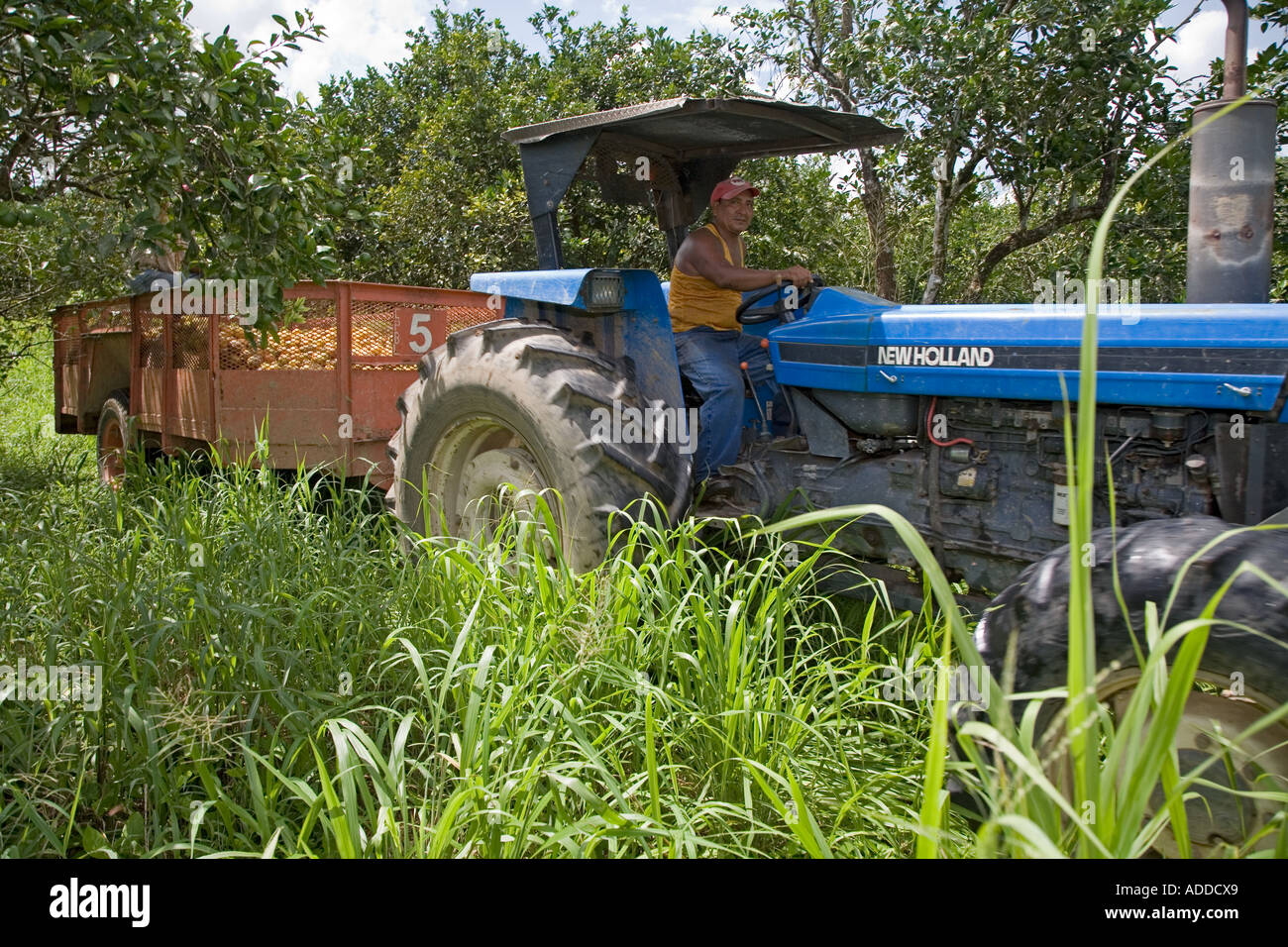 Harvest of Oranges in Belize Stock Photo - Alamy