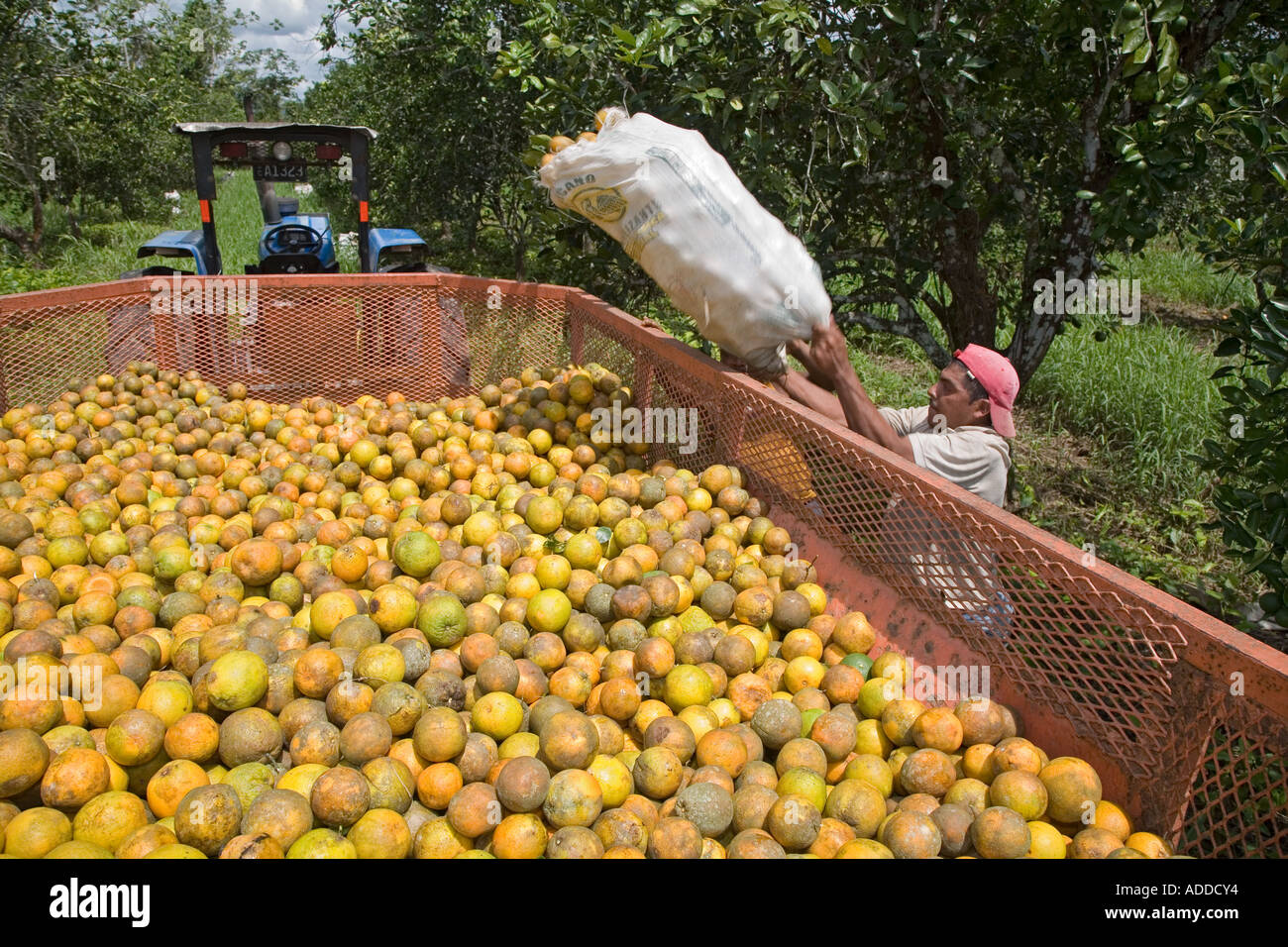 Citrus products of belize hi-res stock photography and images - Alamy