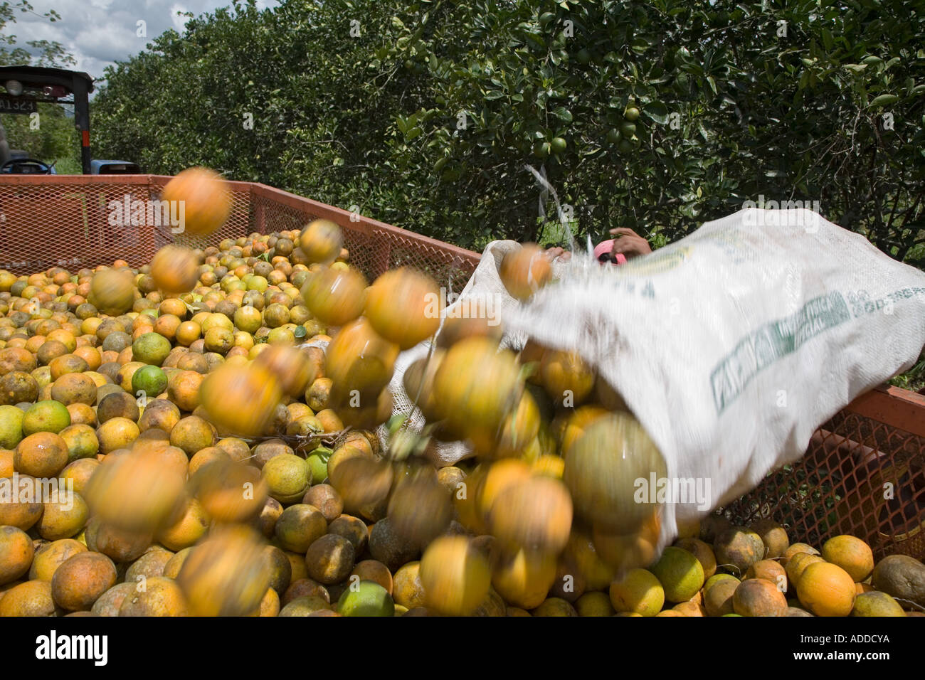 Citrus products of belize hi-res stock photography and images - Alamy