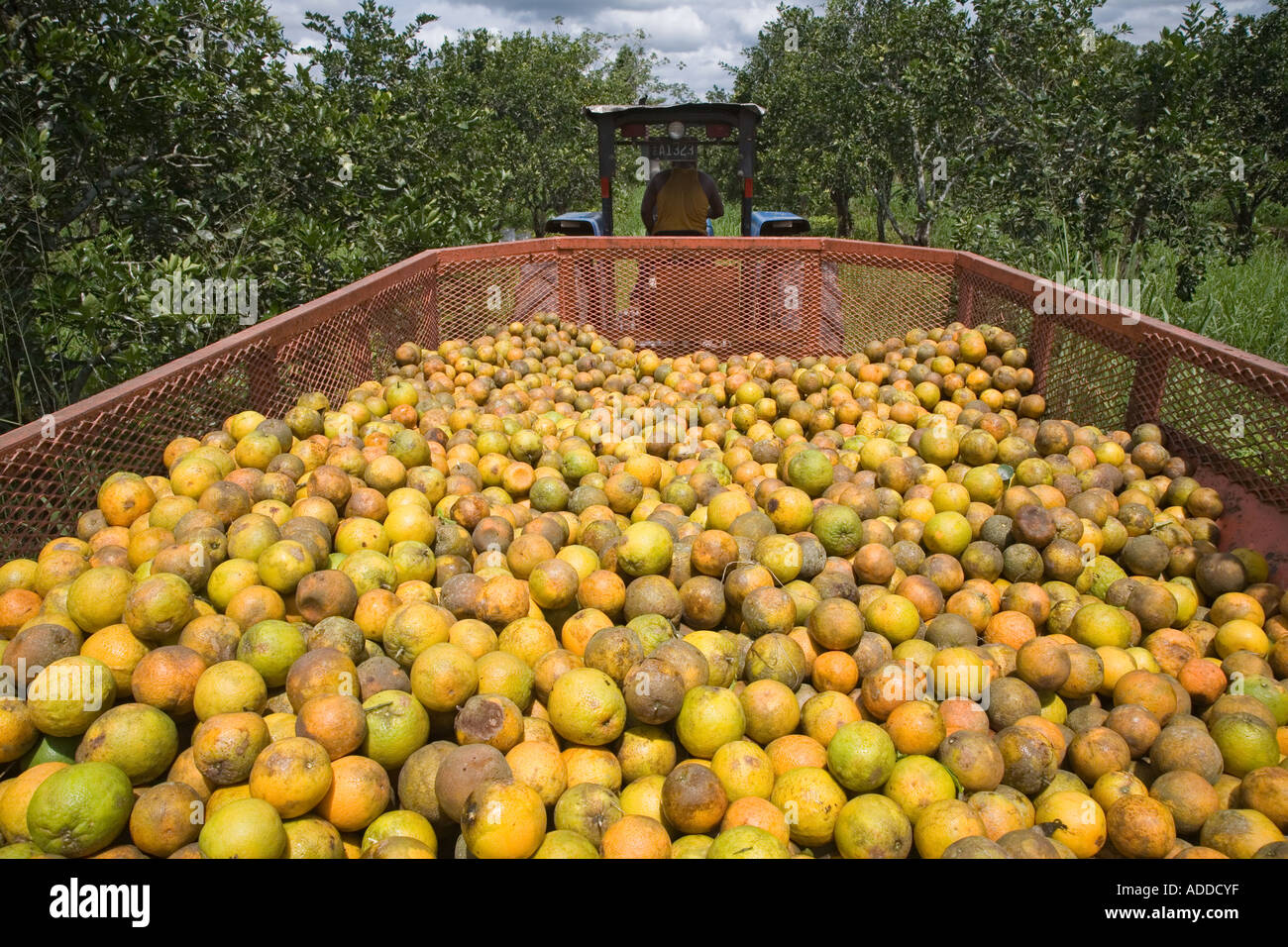 Citrus products of belize hi-res stock photography and images - Alamy