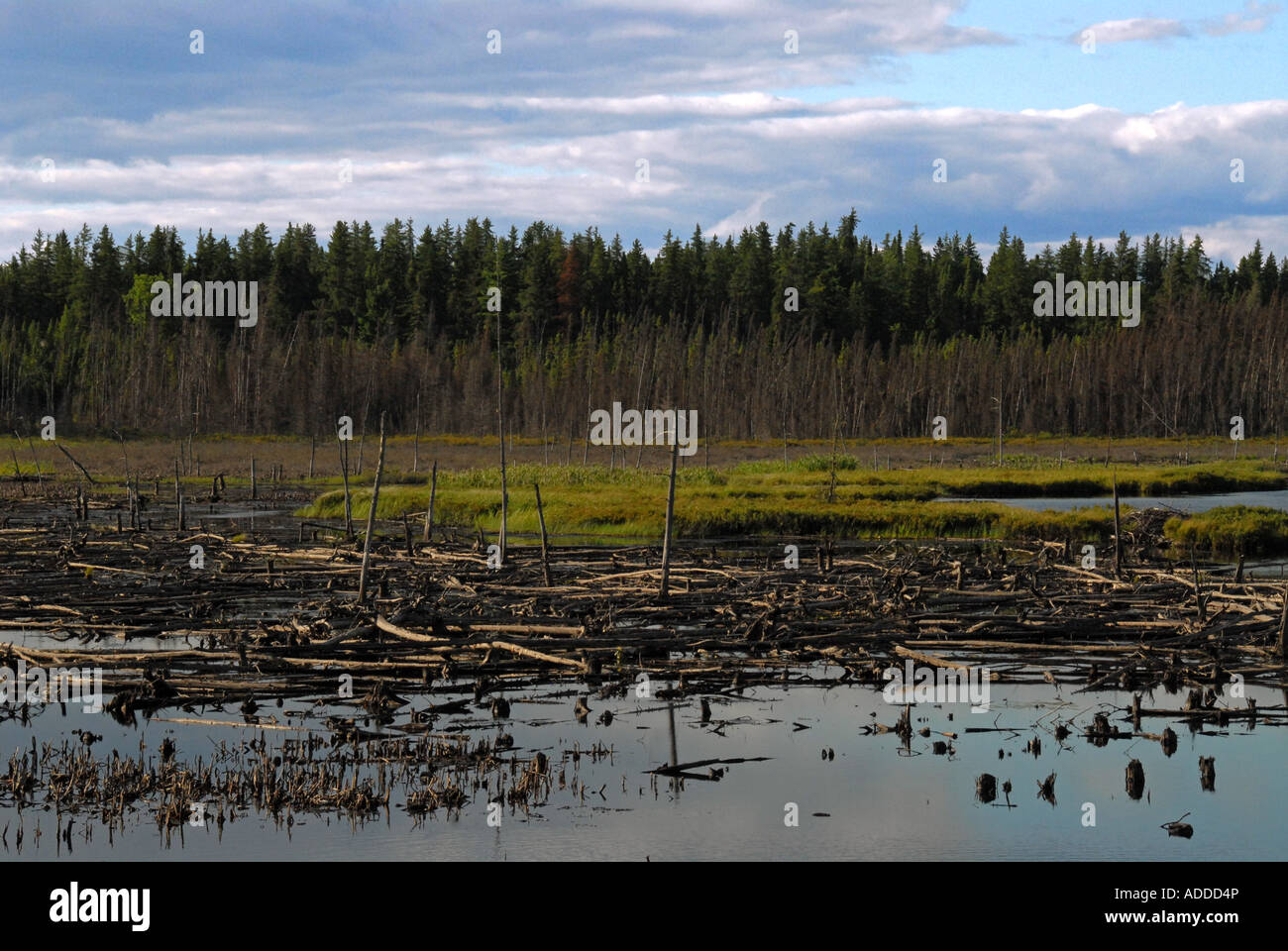 Scenic and dead trees Stock Photo - Alamy