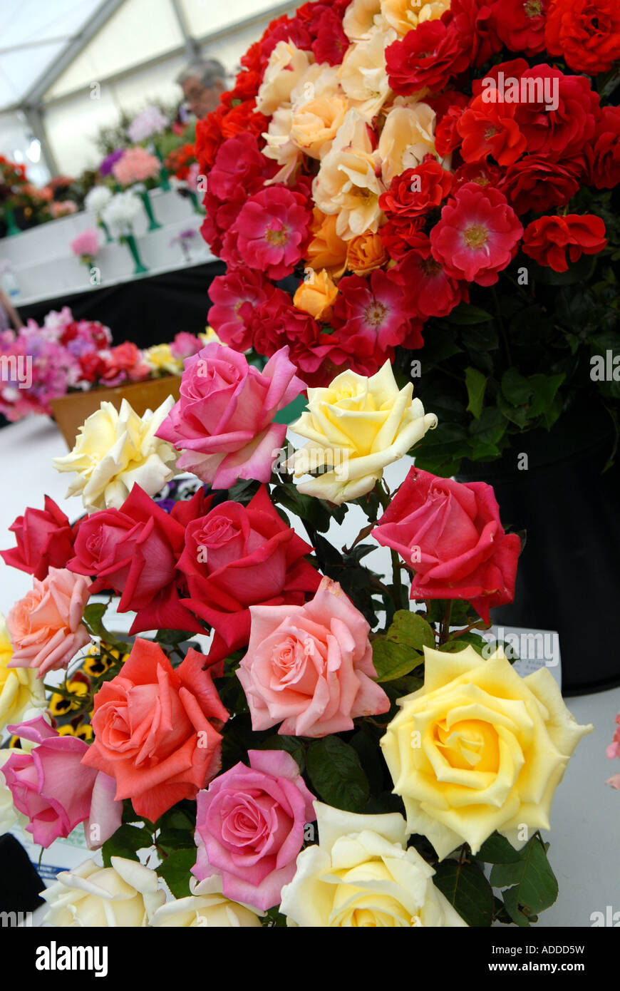 Roses on display at Shrewsbury Flower Show, Shropshire, UK Stock Photo ...