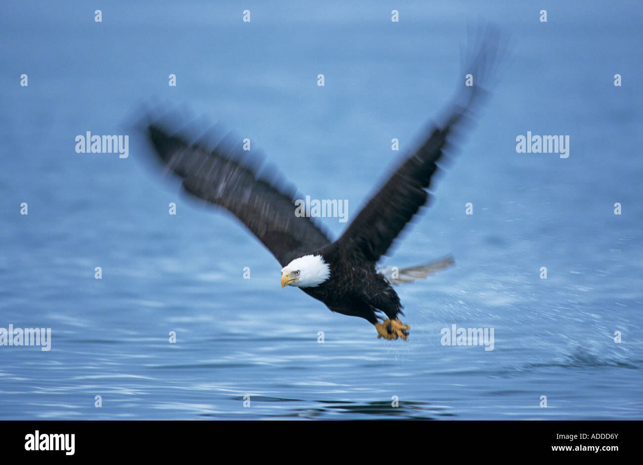 Bald Eagle Haliaeetus leucocephalus adult in flight with fish Homer ...