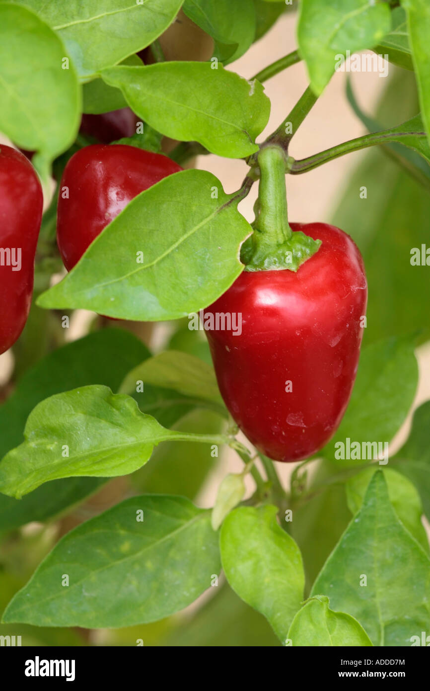 Sweet Red Pepper "Cherry Sweet" ripening in summer Stock Photo - Alamy