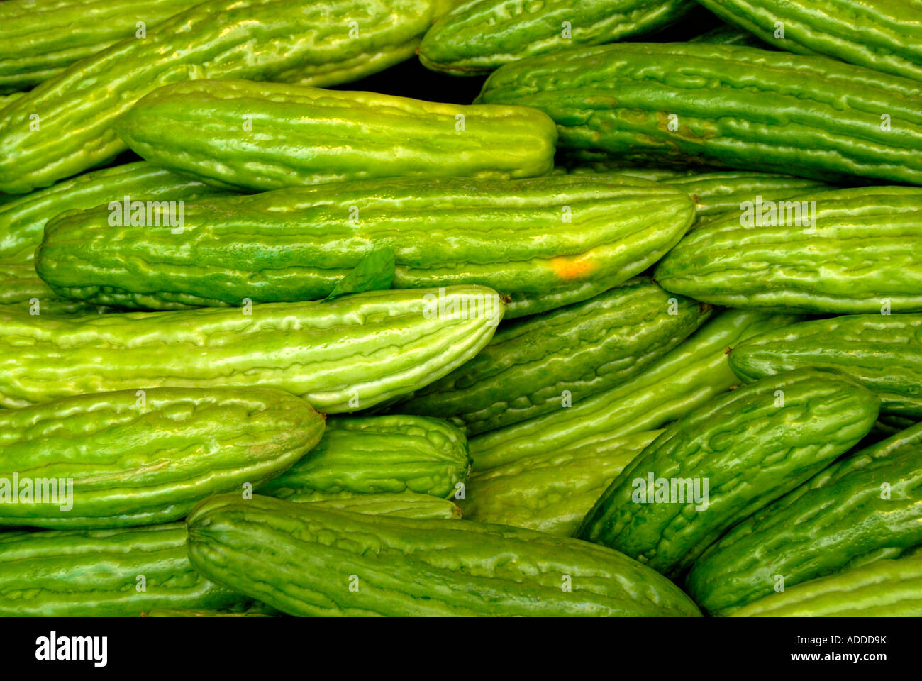 Chinese bitter melon, Taiwan large Stock Photo - Alamy