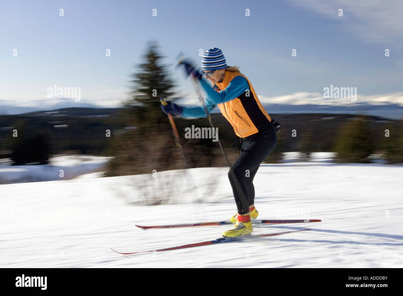 Woman nordic sking at Baycrest ski trails Homer Alaska Kenai Peninsula ...