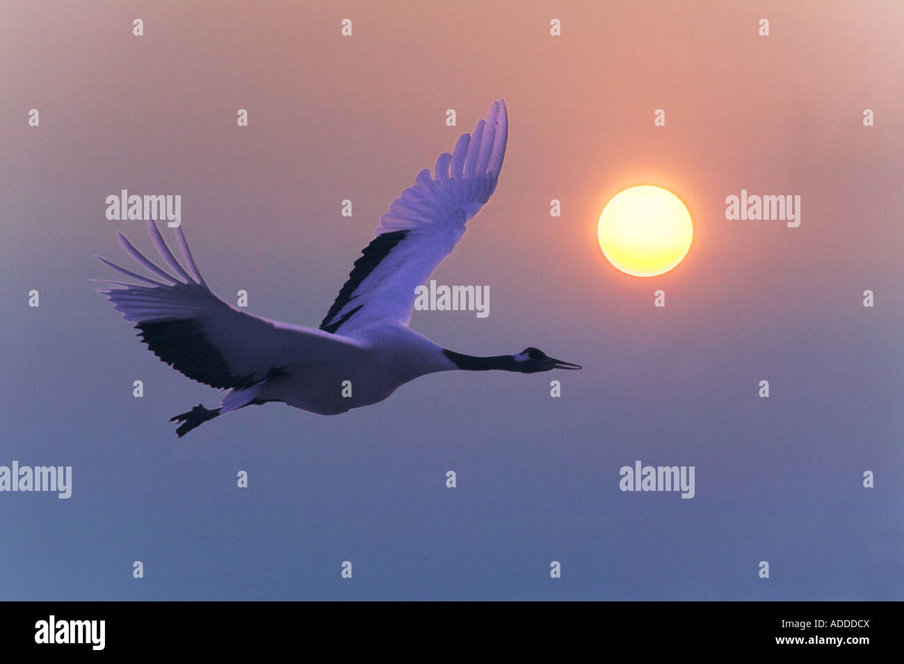 Red crowned crane flying sunset hi-res stock photography and images - Alamy
