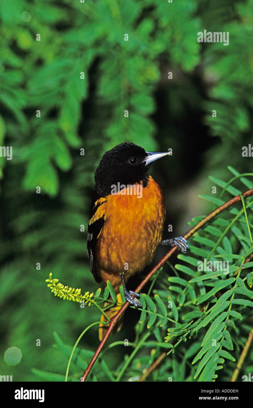 Baltimore Oriole Icterus galbula male dark color variation South Padre ...
