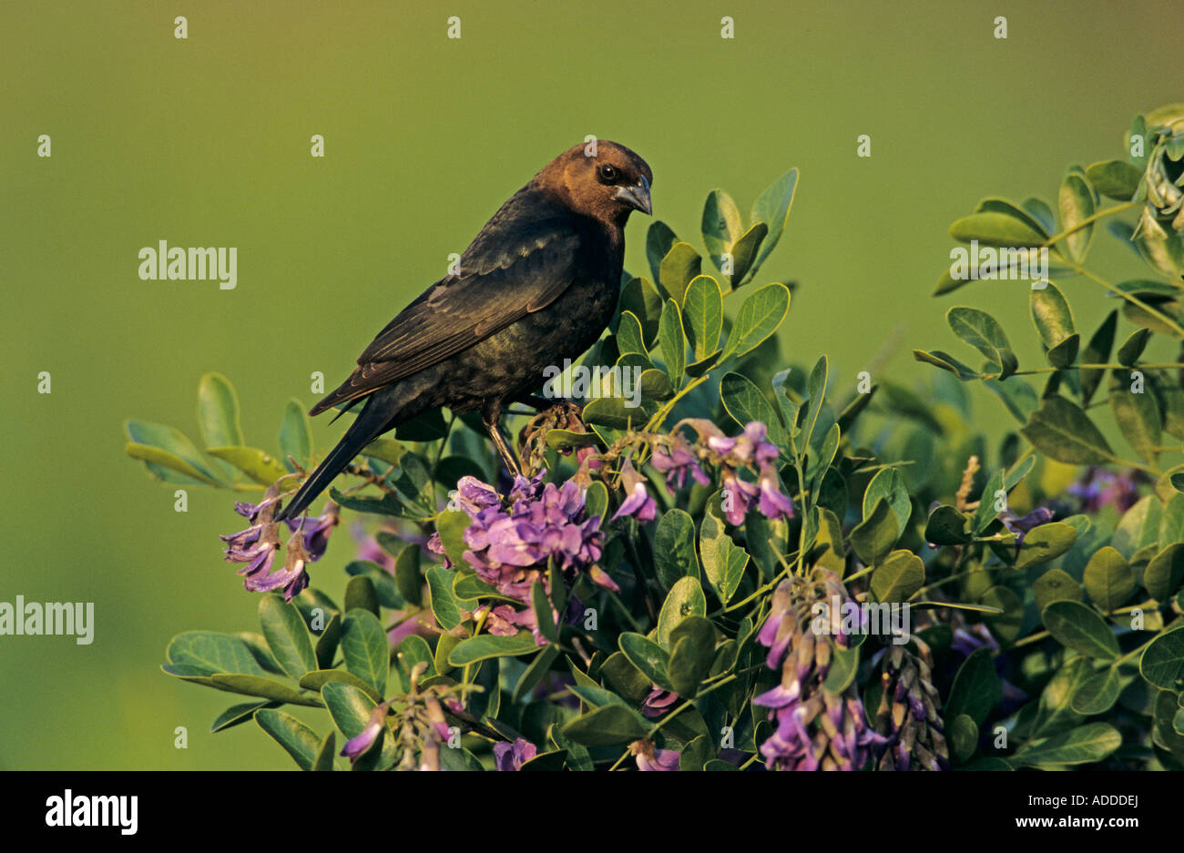 Brown-headed Cowbird Molothrus ater male on blooming Texas Mountain ...
