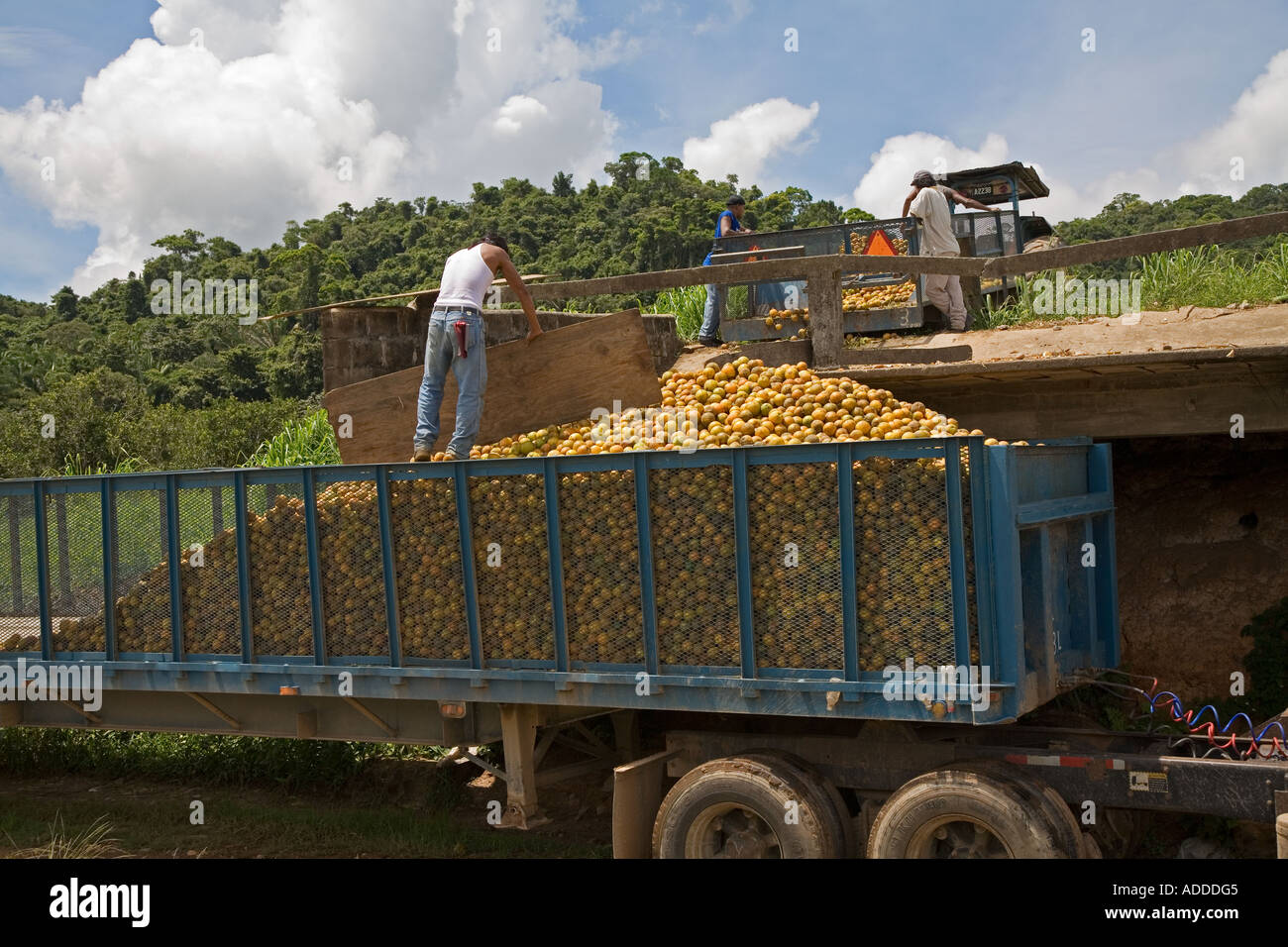 Harvest of Oranges in Belize Stock Photo - Alamy
