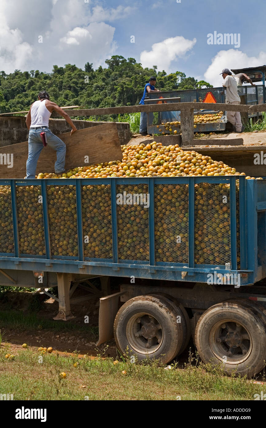 Citrus products of belize hi-res stock photography and images - Alamy