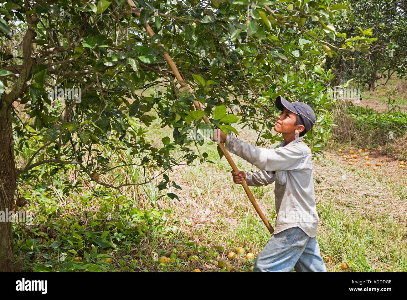 Boy Harvests Oranges in Belize Stock Photo - Alamy
