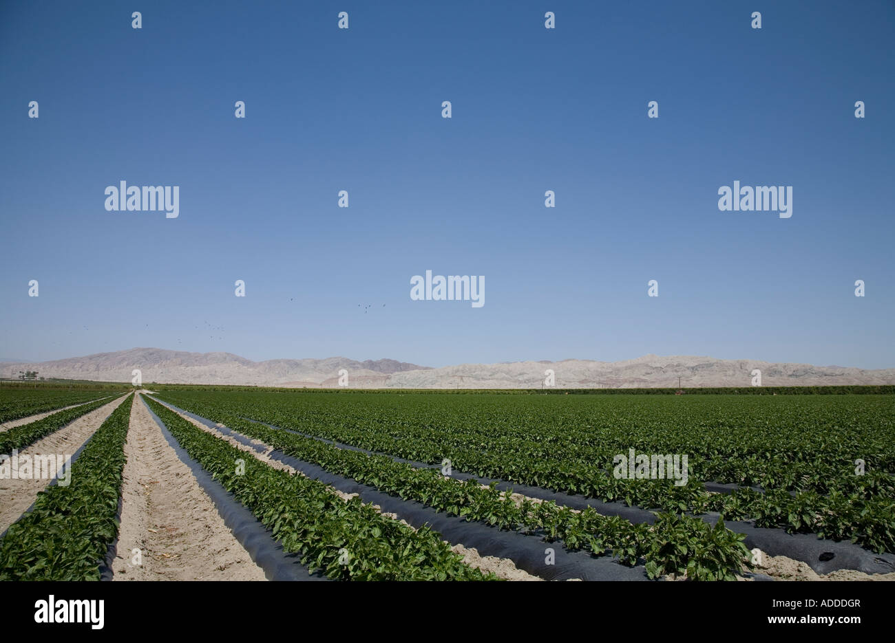 Irrigated crops desert hi-res stock photography and images - Alamy