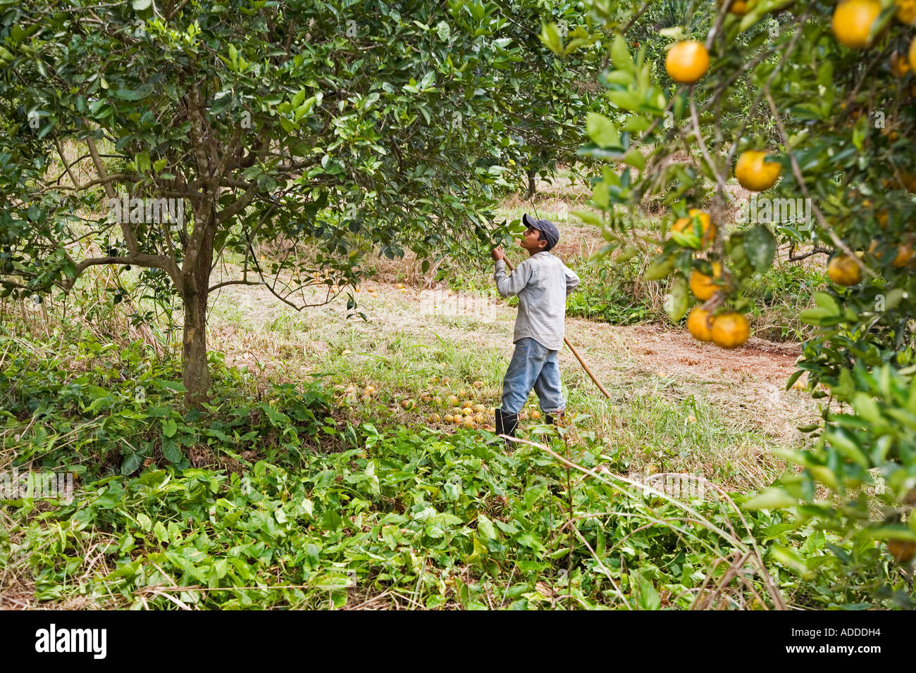 Boy Harvests Oranges in Belize Stock Photo - Alamy