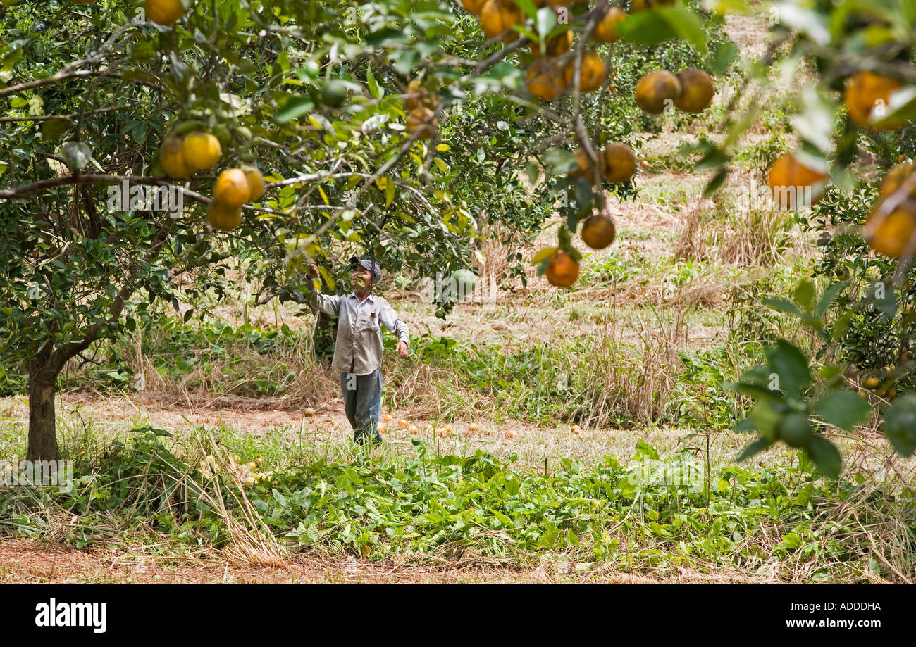 Boy Harvests Oranges in Belize Stock Photo - Alamy