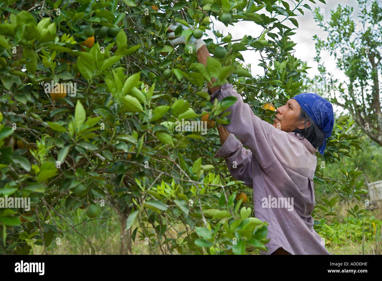 Worker Harvests Oranges in Belize Stock Photo - Alamy