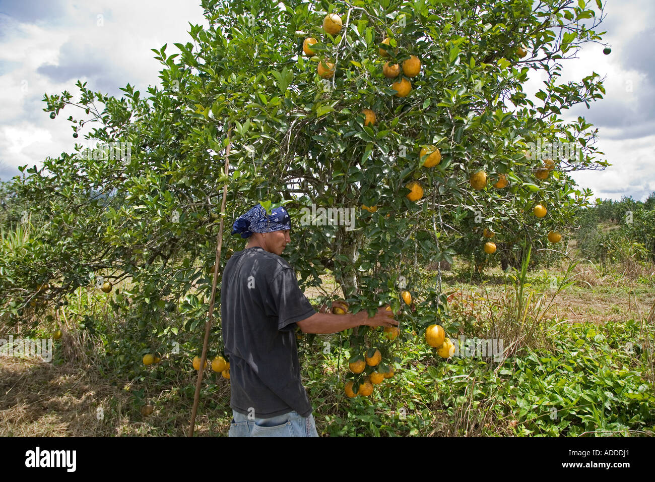 Worker Harvests Oranges in Belize Stock Photo - Alamy