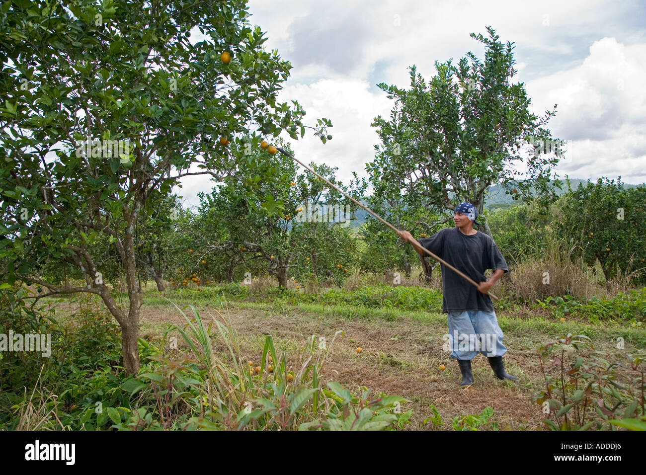 Worker Harvests Oranges in Belize Stock Photo - Alamy