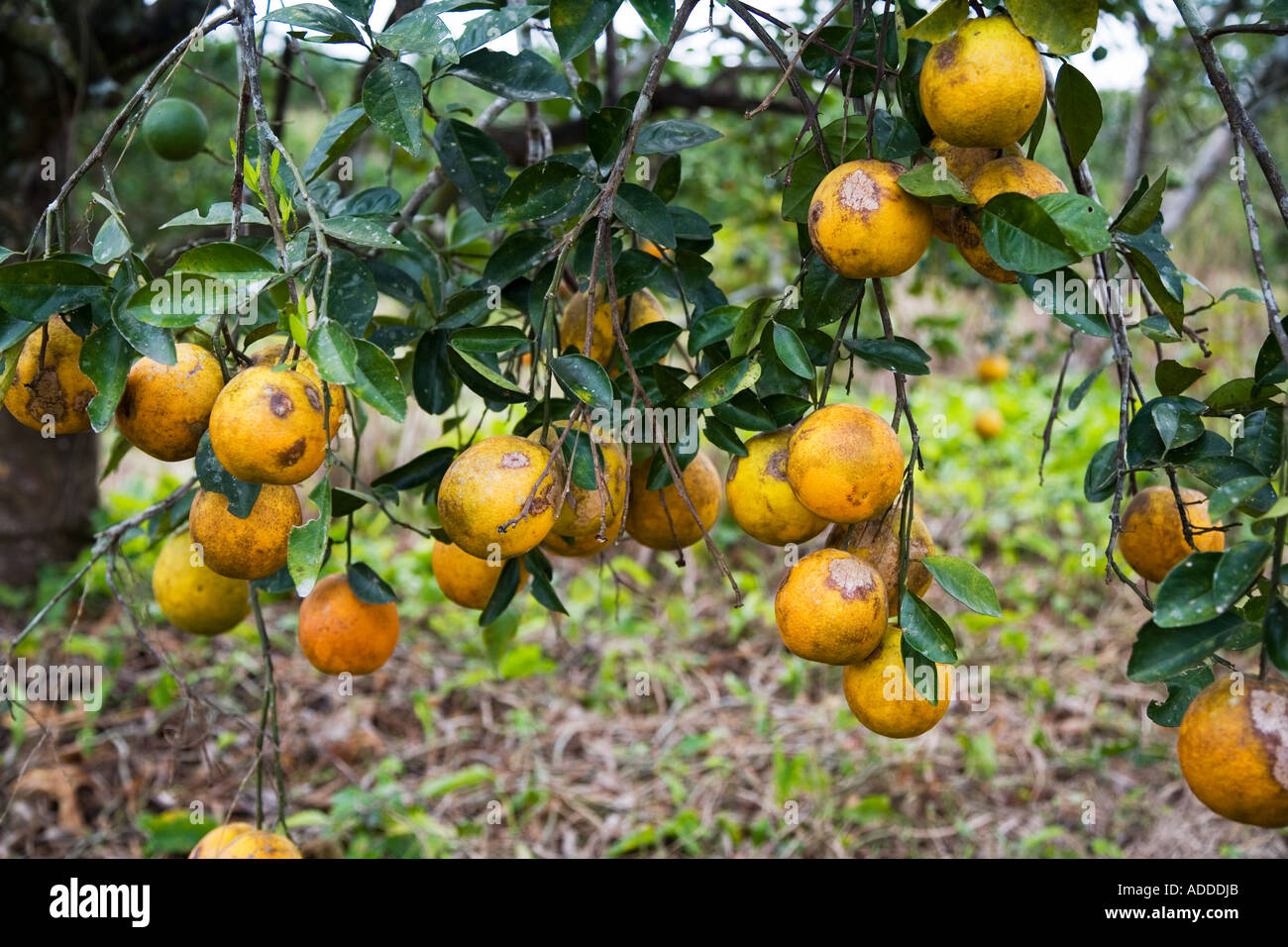 Citrus products of belize hi-res stock photography and images - Alamy