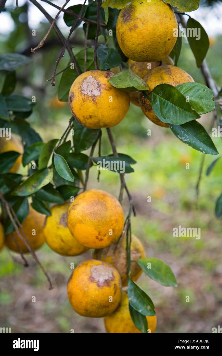 Citrus products of belize hi-res stock photography and images - Alamy