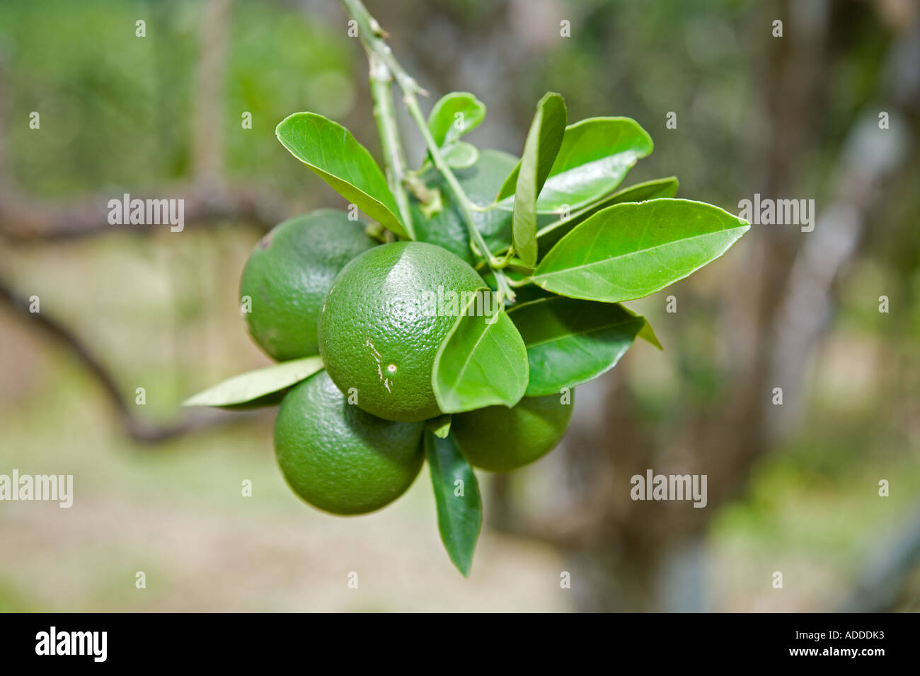 Unripe Oranges in Tree in Belize Stock Photo - Alamy