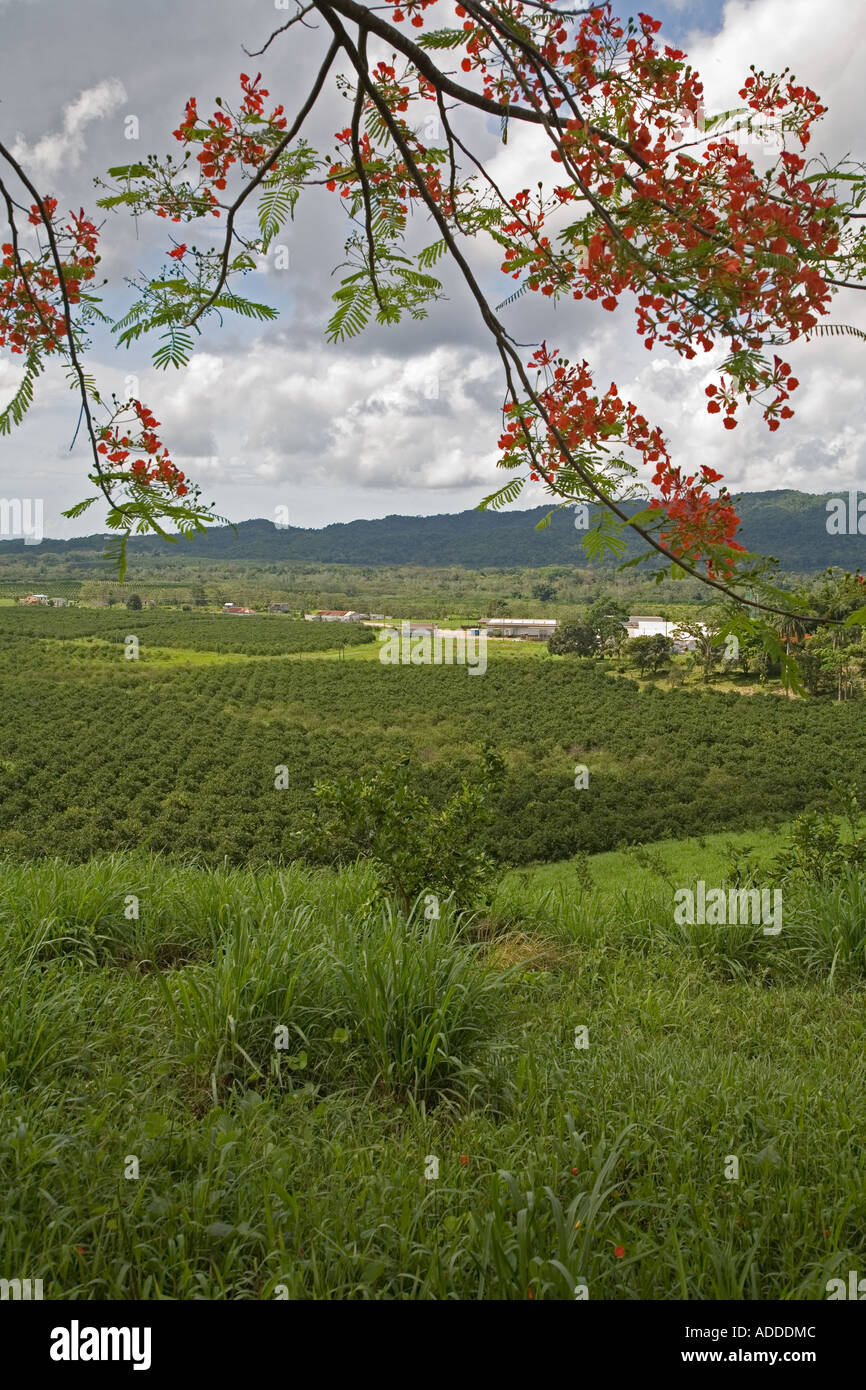 Orange Groves in Belize Stock Photo - Alamy