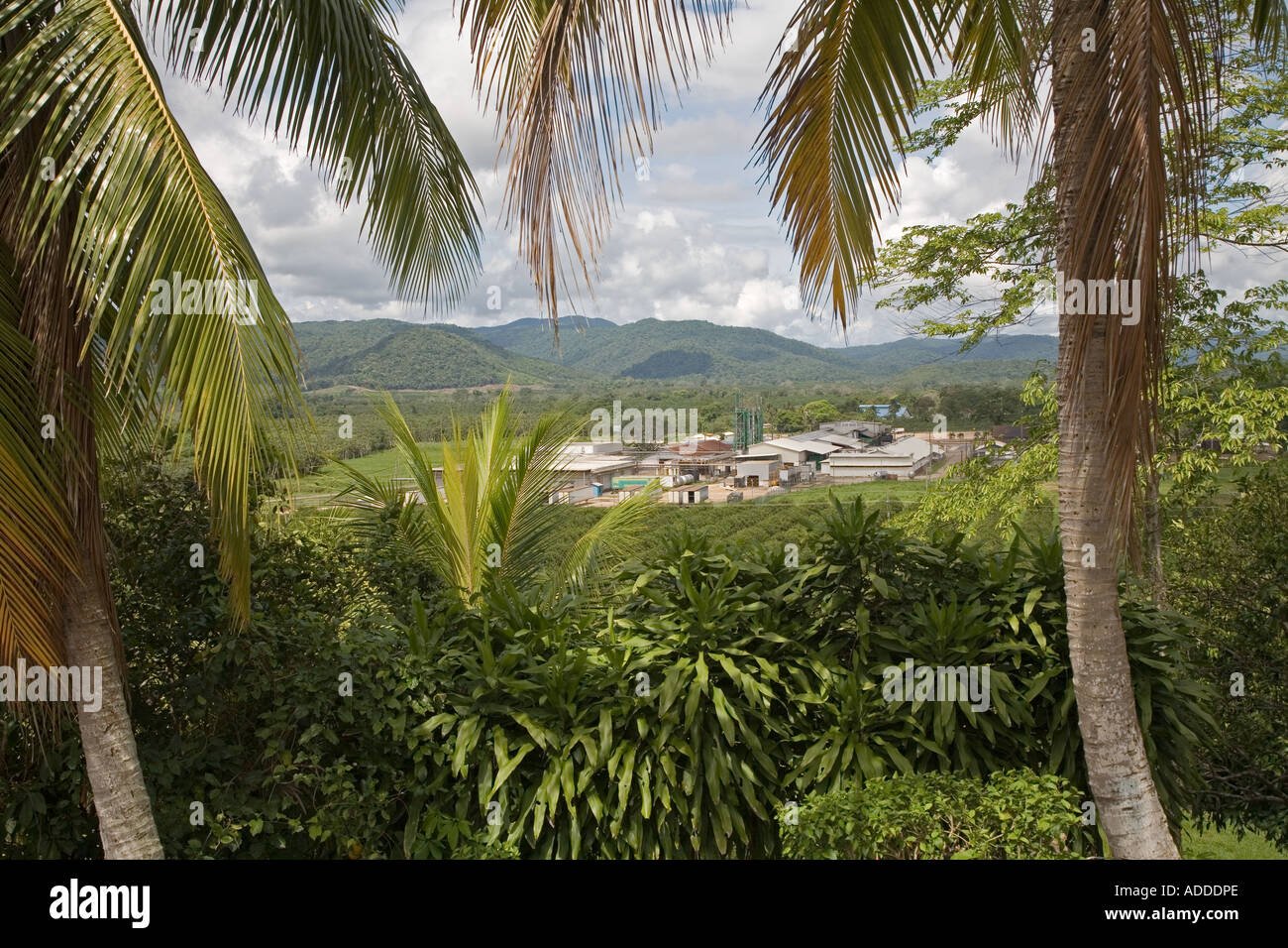 Belize citrus oranges plantation hi-res stock photography and images ...