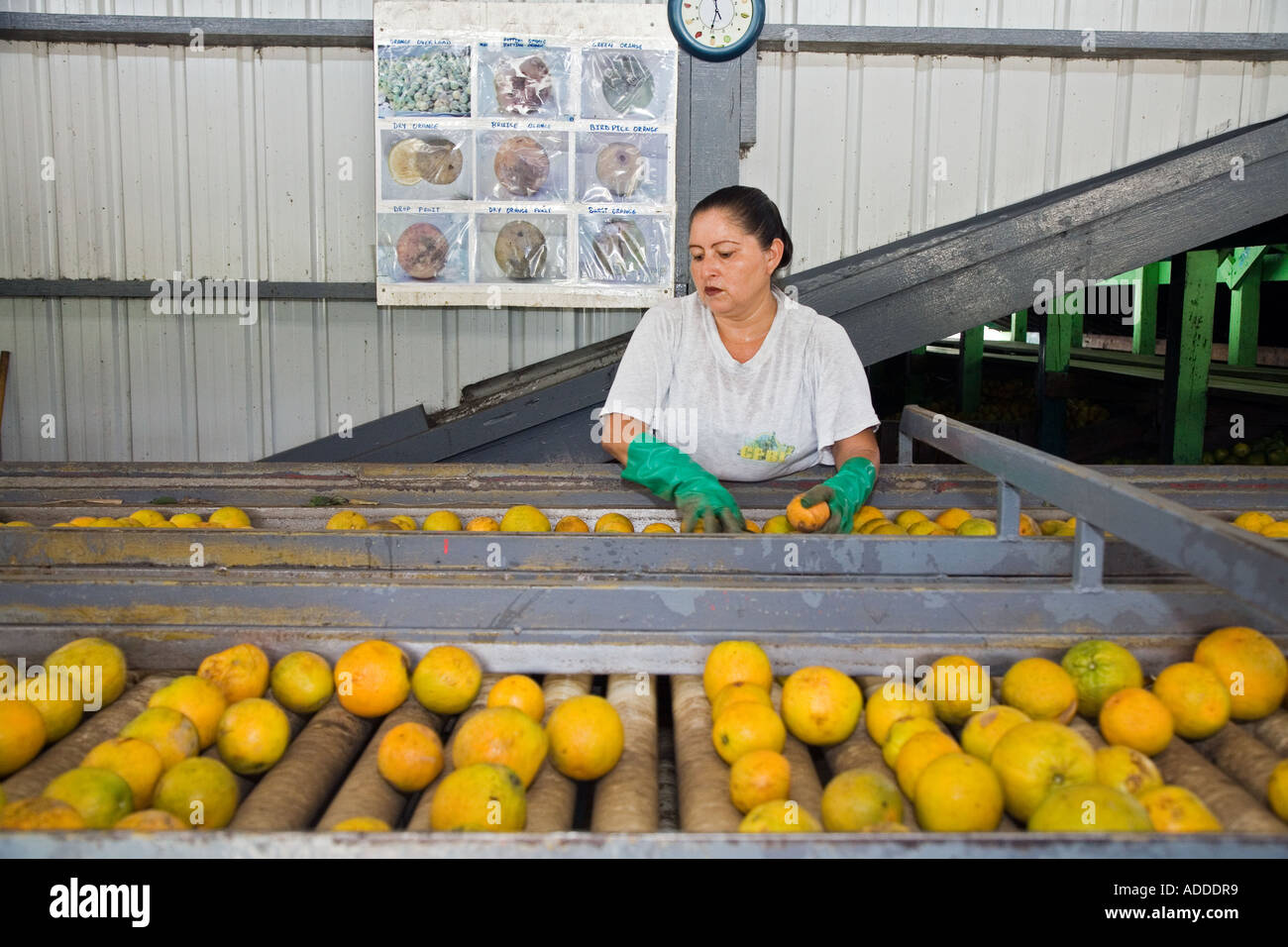 Citrus processing factory in belize hi-res stock photography and images ...