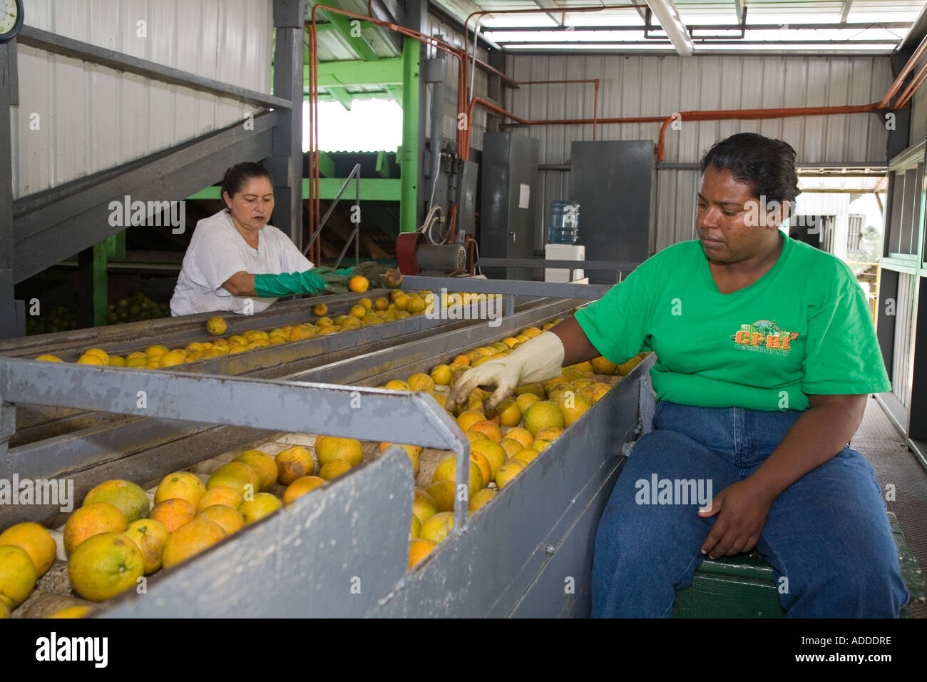 Citrus products of belize hi-res stock photography and images - Alamy