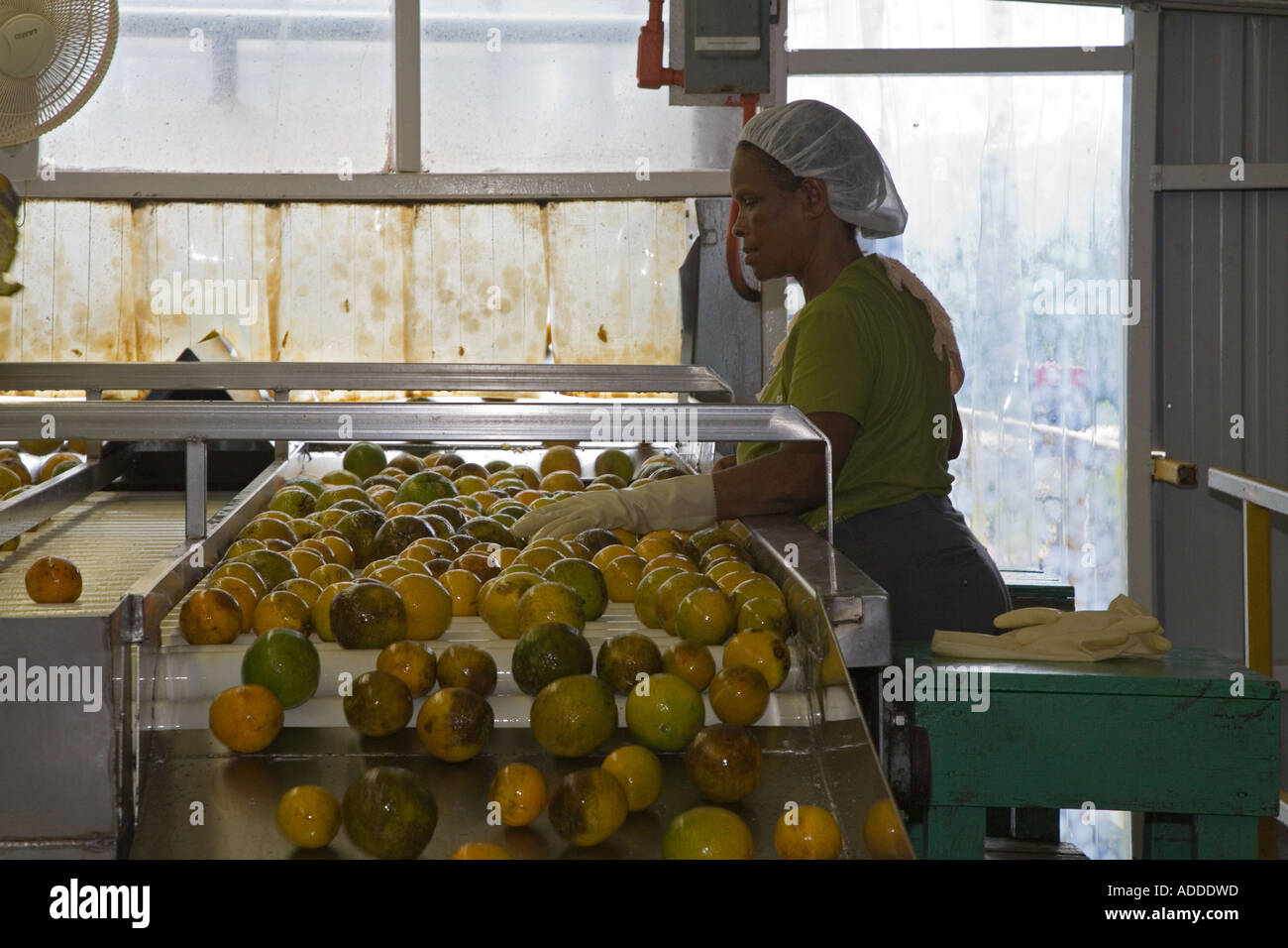 Citrus Processing Factory in Belize Stock Photo - Alamy