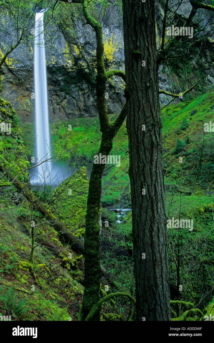 Elowah Falls in John Yeon State Park Columbia River Gorge National ...