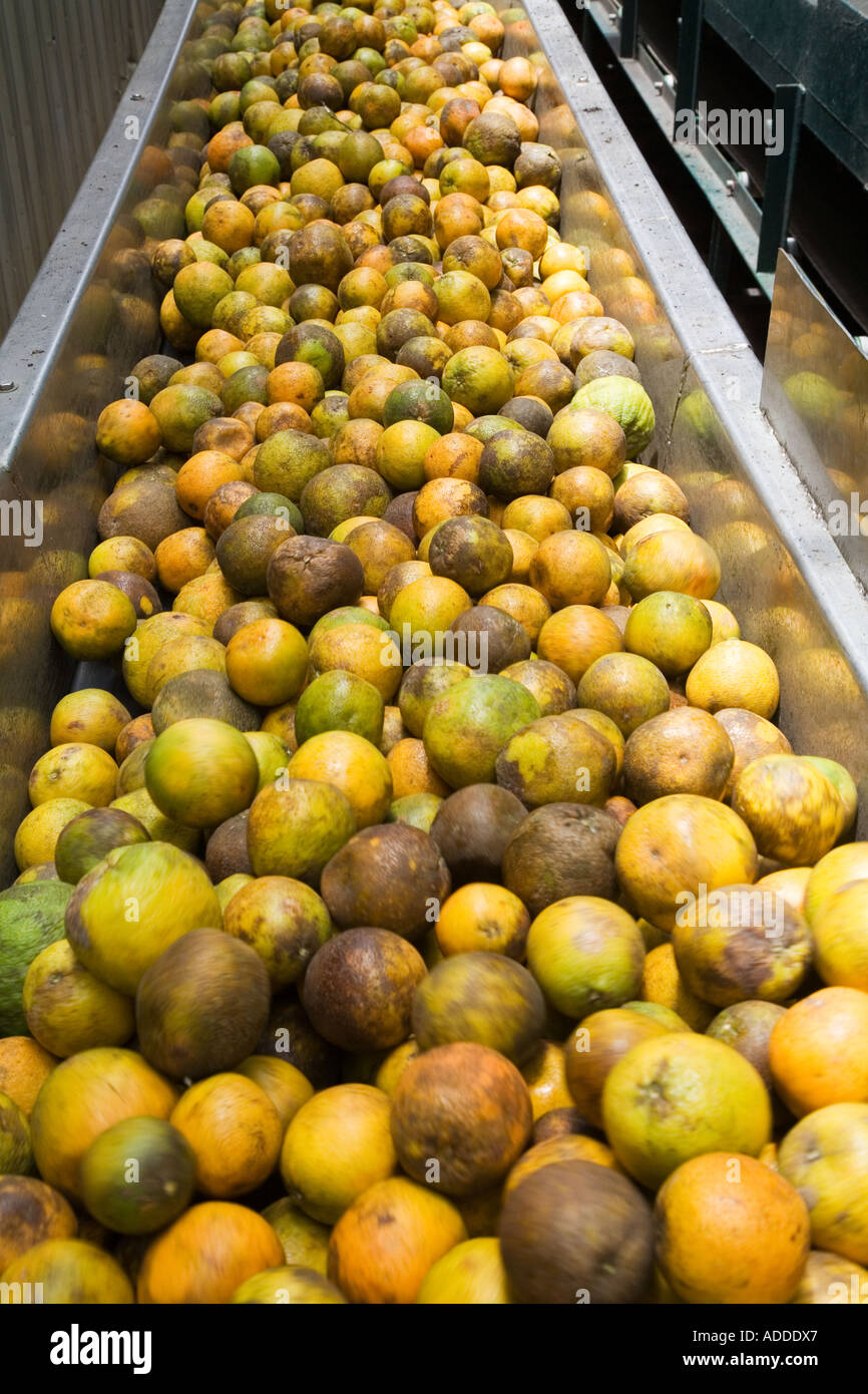 Citrus products of belize hi-res stock photography and images - Alamy