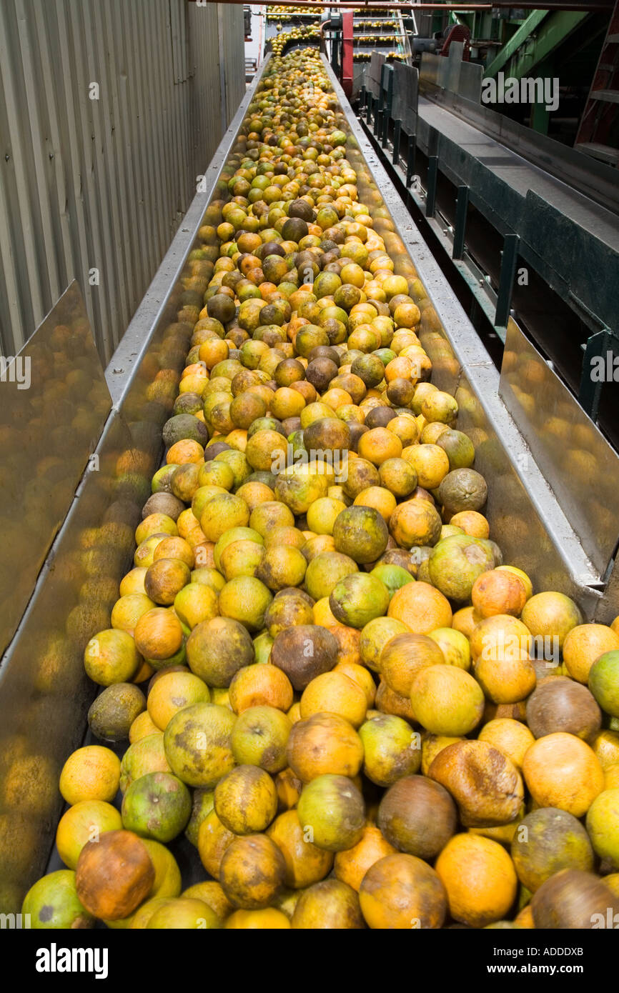 Caribbean food processing hi-res stock photography and images - Alamy