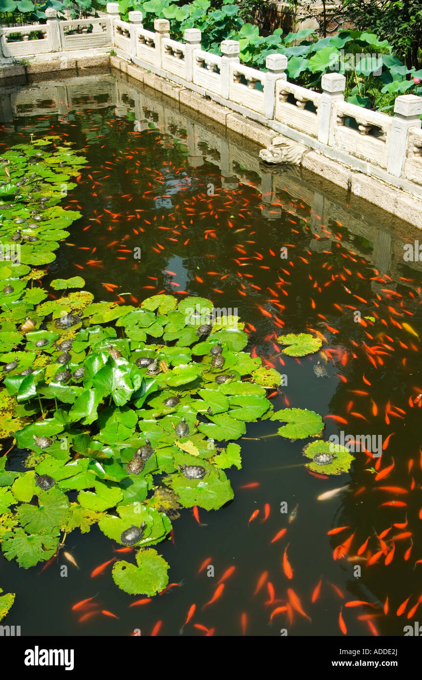 Gold Fish Pond in Wofo Si Temple of the Reclining Buddha inside Beijing ...