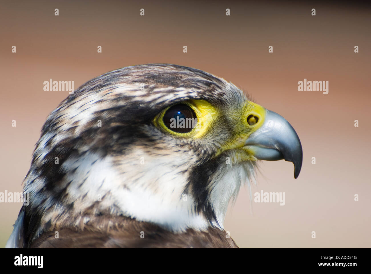 Beak p hi-res stock photography and images - Alamy