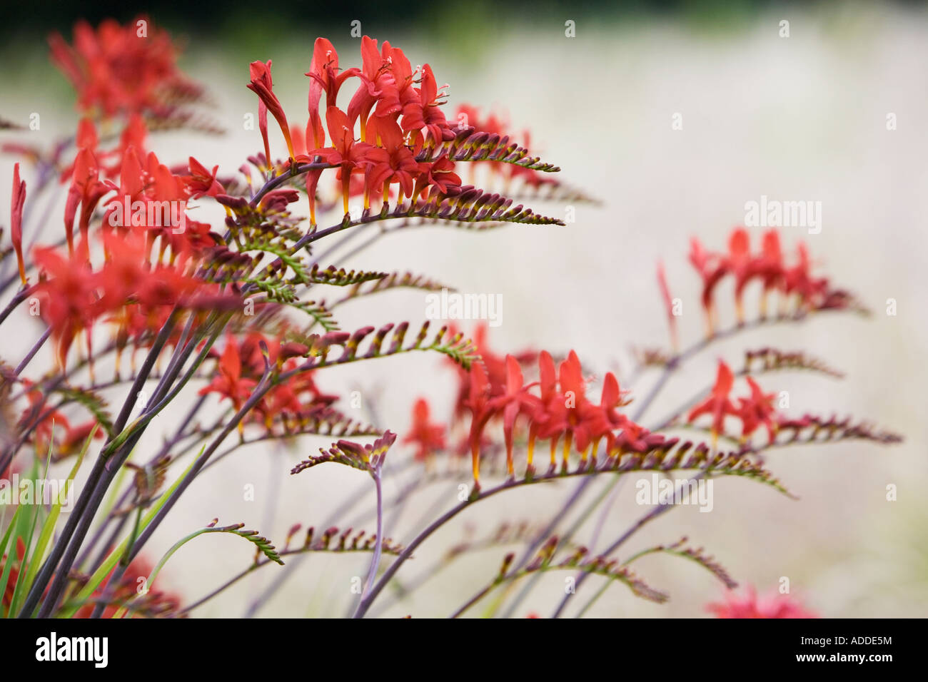 Crocosmia lucifer flowers infront of a field of dry grass at Waterperry ...
