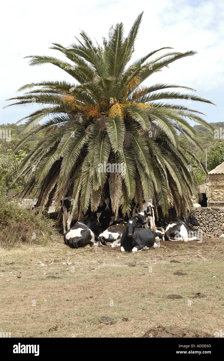 Group resting in the shade of a tree hi-res stock photography and ...
