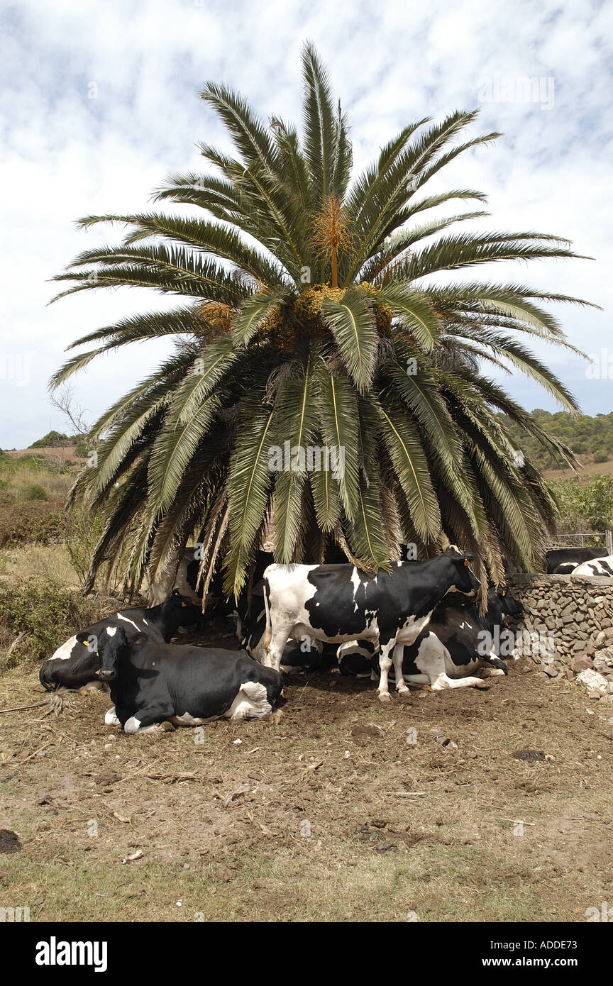 Cattle shelter in shade tree hi-res stock photography and images - Alamy