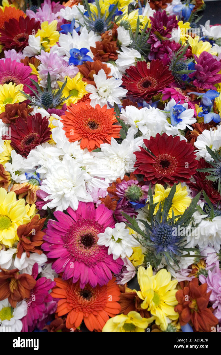 Colourful Cut flower heads pattern Stock Photo - Alamy