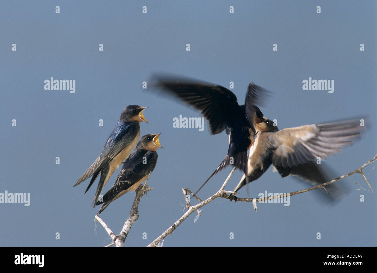 Small group barn swallows hi-res stock photography and images - Alamy