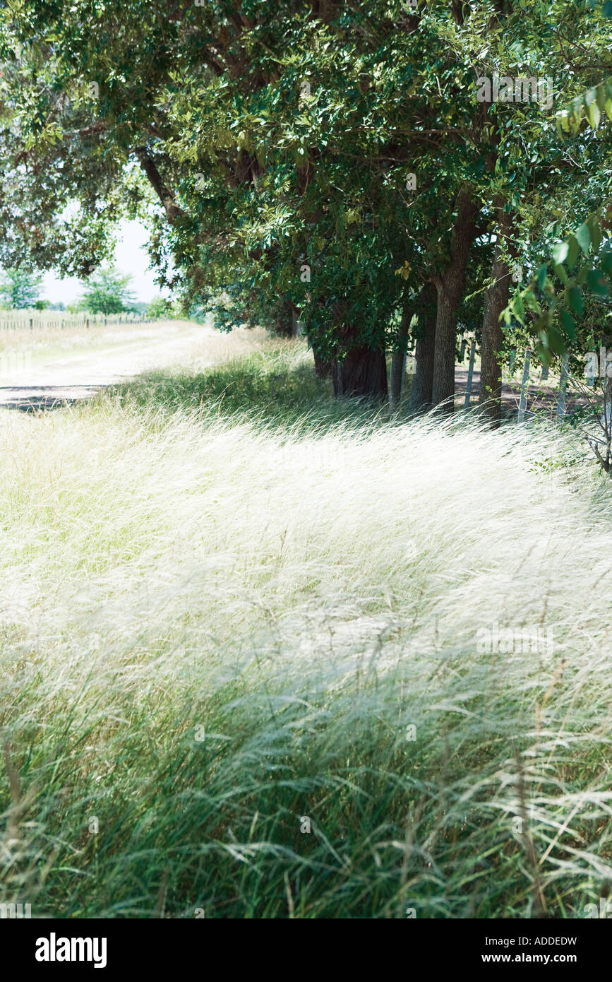 Windy field hi-res stock photography and images - Alamy