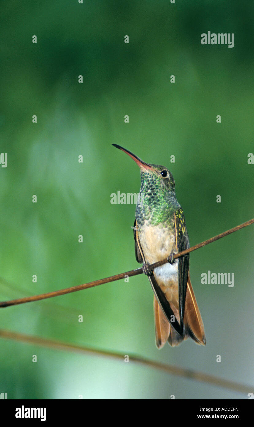 Buff-bellied Hummingbird Amazilia yucatanenensis adult Weslaco Rio ...