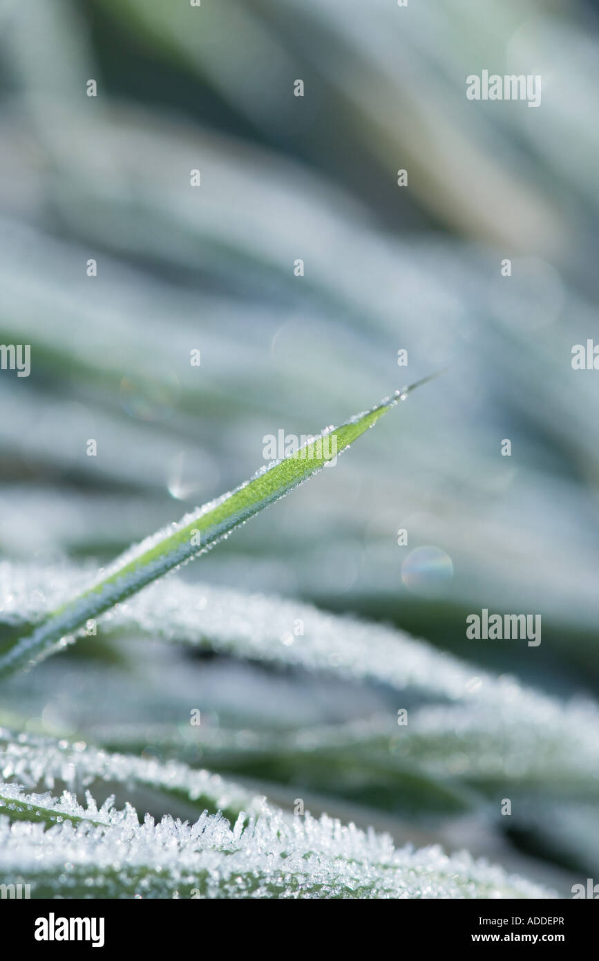 Frost covered blades of grass, extreme close-up Stock Photo - Alamy