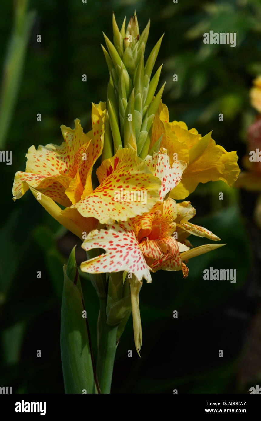 Canna cleopatra lily flower hi-res stock photography and images - Alamy